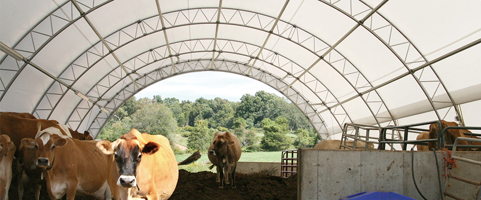 Feeding Cattle During Winter | ClearSpan