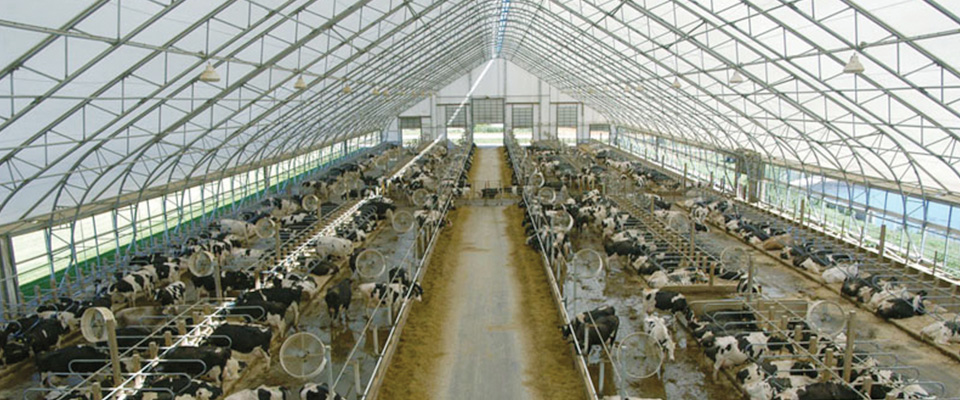 Dairy Barns and Milking Barns | ClearSpan