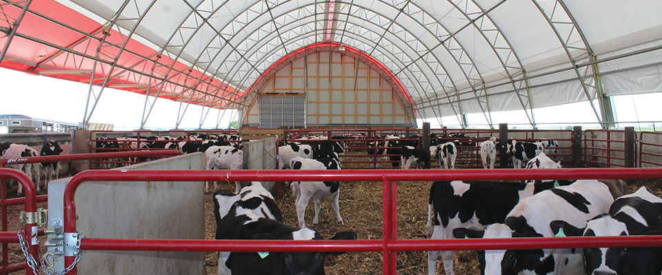 Beef Master Systems | ClearSpan