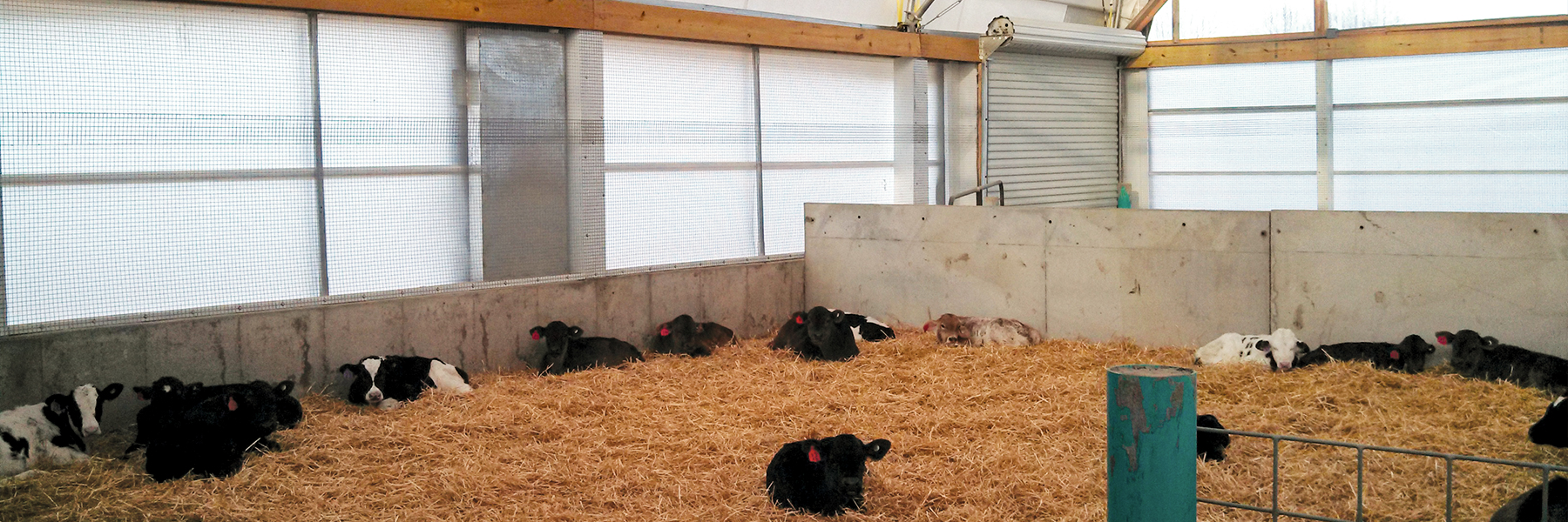 Truss Arch Cattle Buildings | ClearSpan