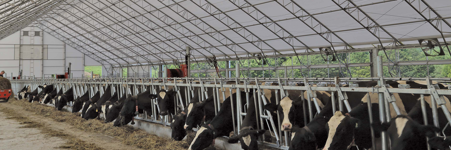 Dairy Buildings and Dairy Barns | ClearSpan