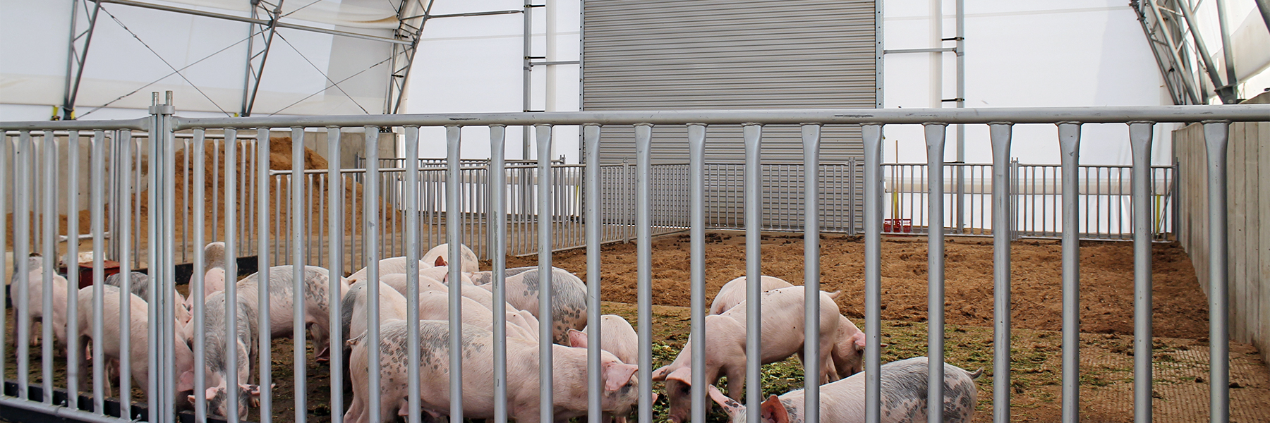 Hog Housing & Production | ClearSpan